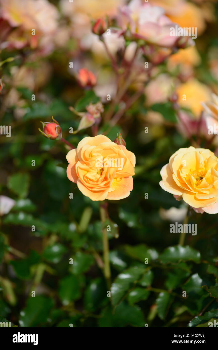 Rose amber flower carpet hi-res stock photography and images - Alamy