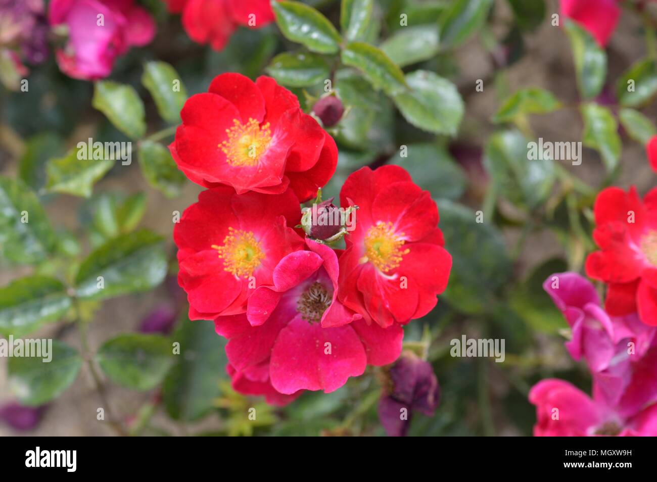 Rose Flower Carpet Red Velvet Stock Photo - Alamy