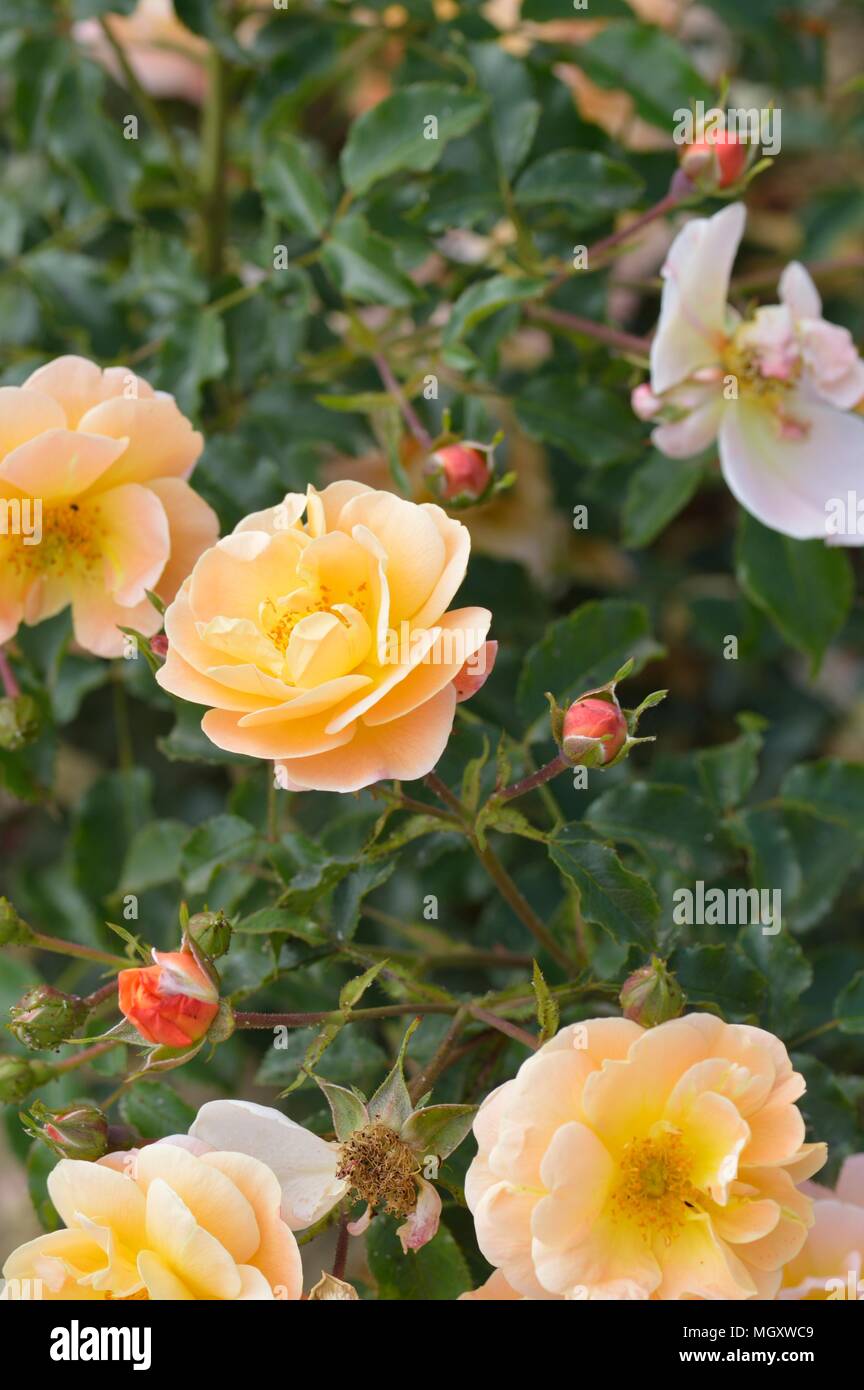 Amber flower hi-res stock photography and images - Alamy
