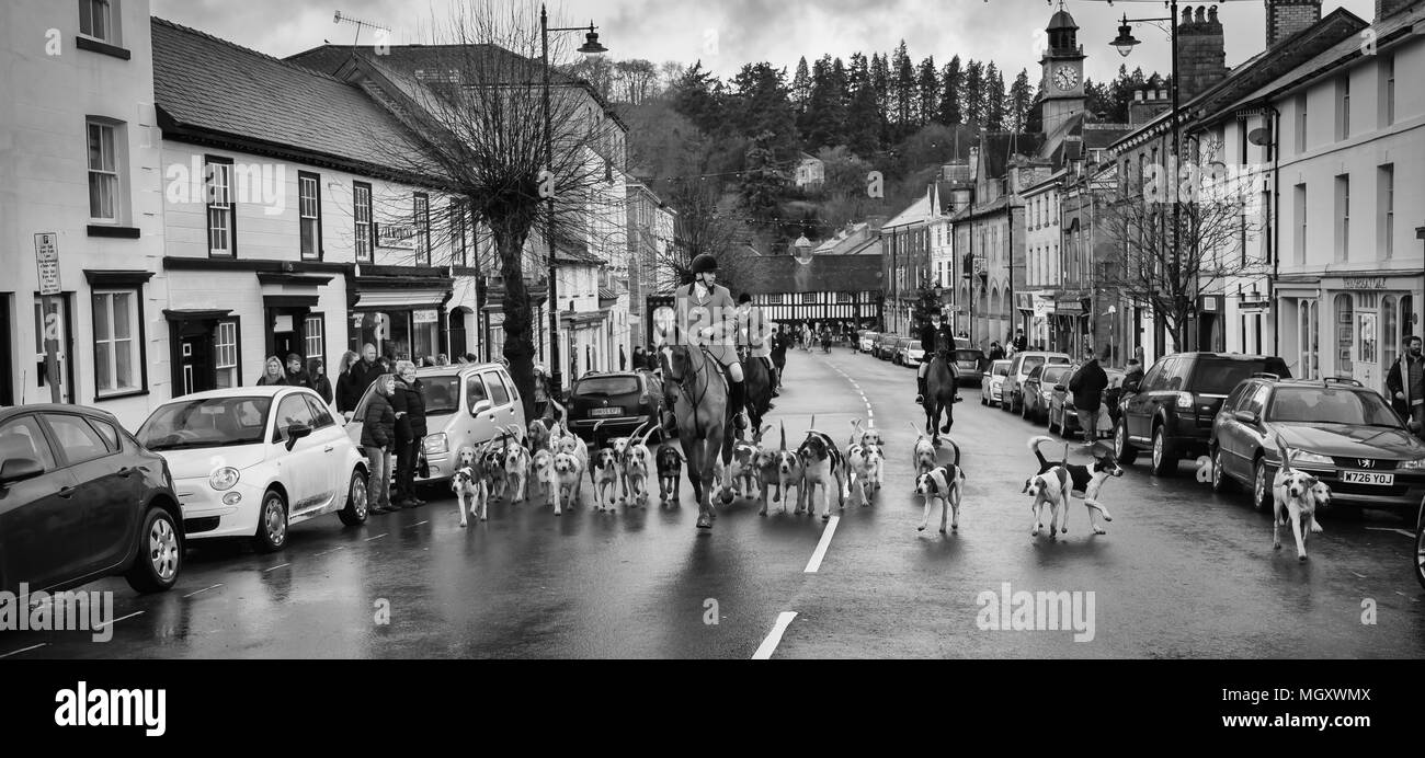 Welsh fox hounds hi-res stock photography and images - Alamy