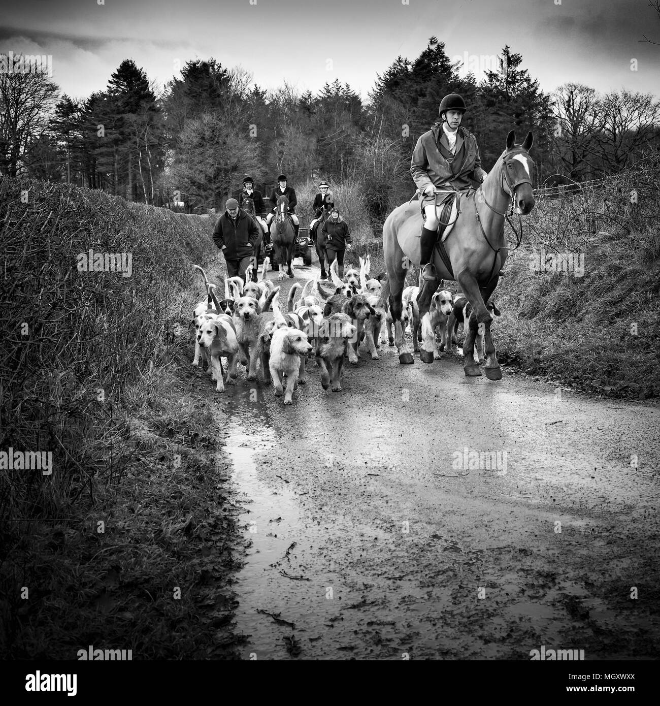 Welsh fox hounds Black and White Stock Photos & Images - Alamy