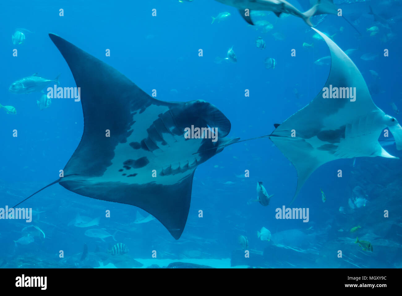 Large Rays Swim among school of fish in large tank Stock Photo - Alamy
