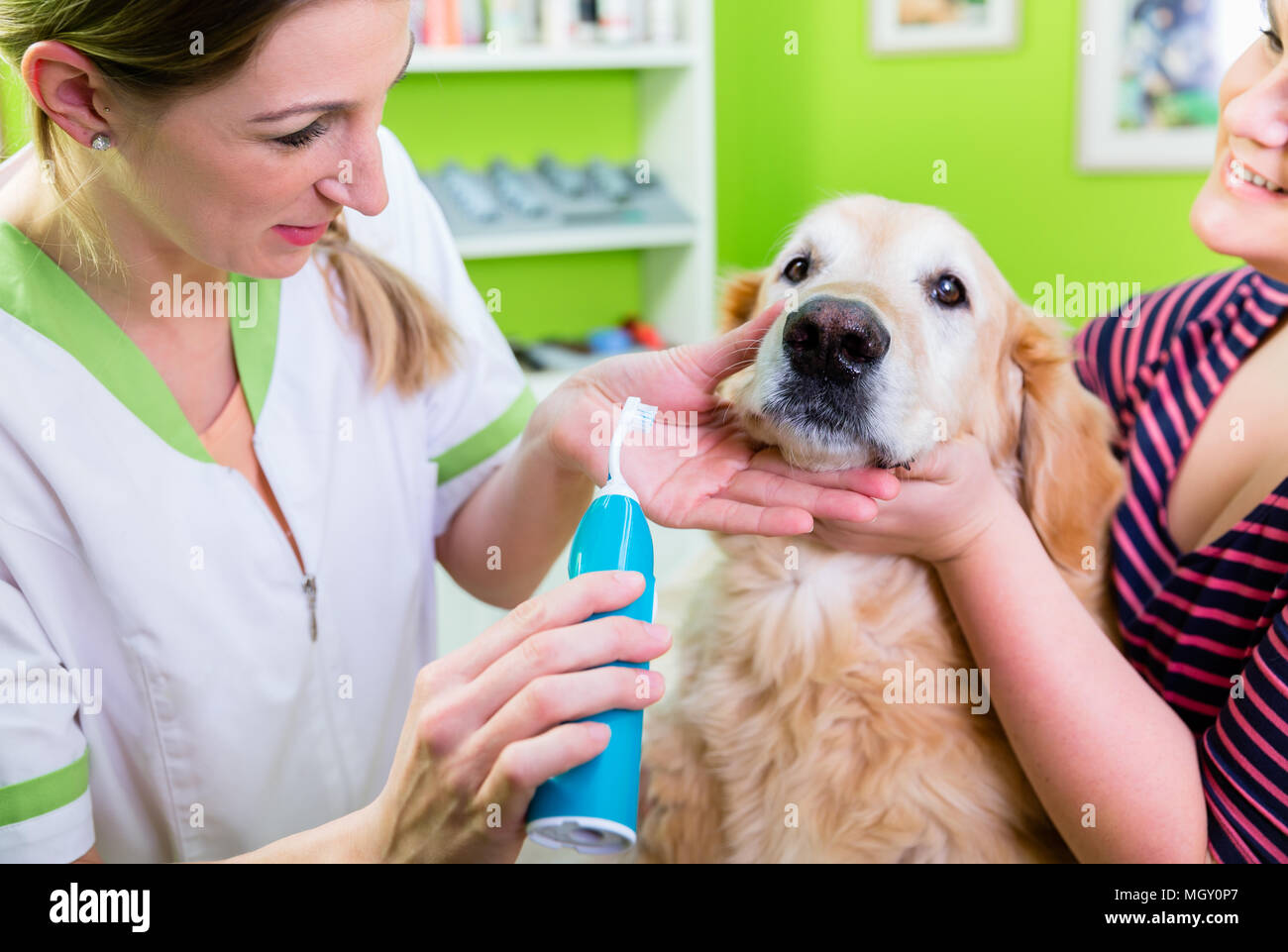 Dog parlor hi-res stock photography and images - Alamy