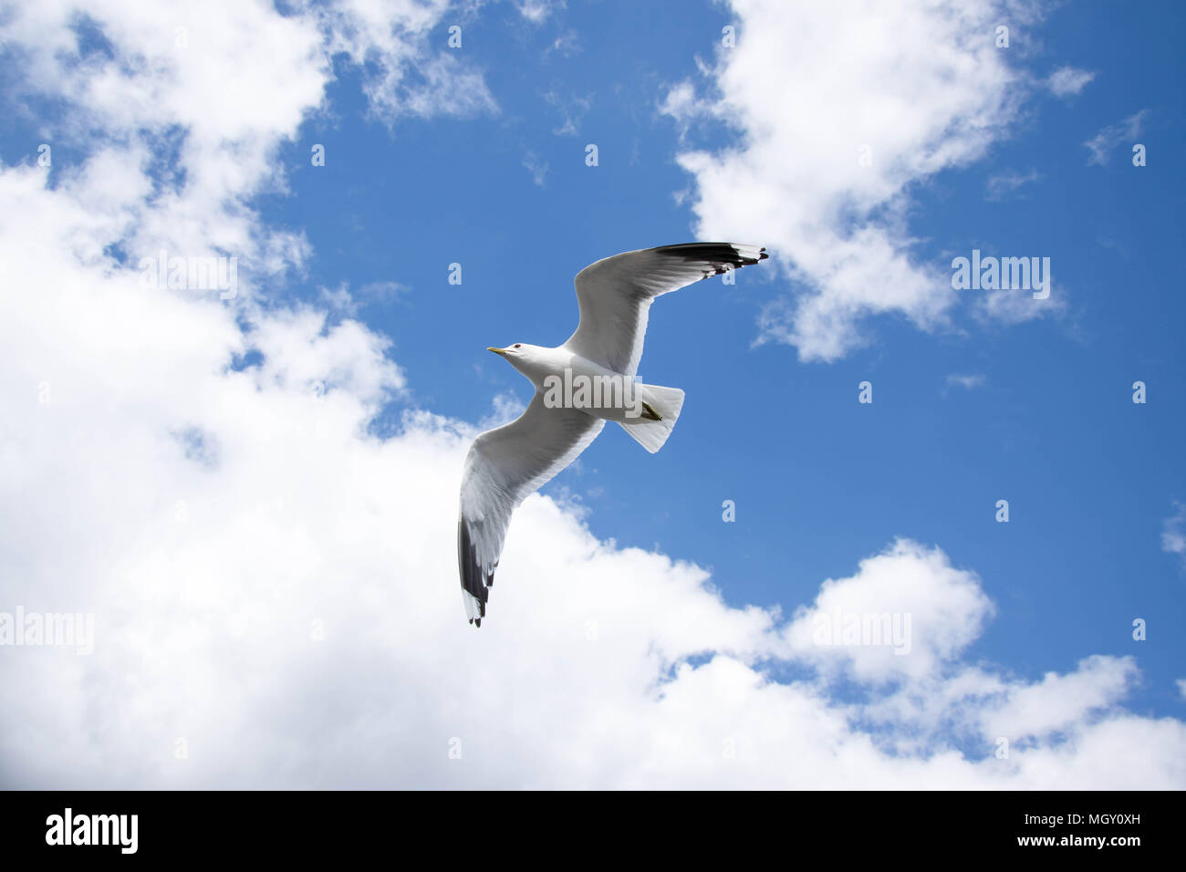 One seagull flying in hi-res stock photography and images - Alamy