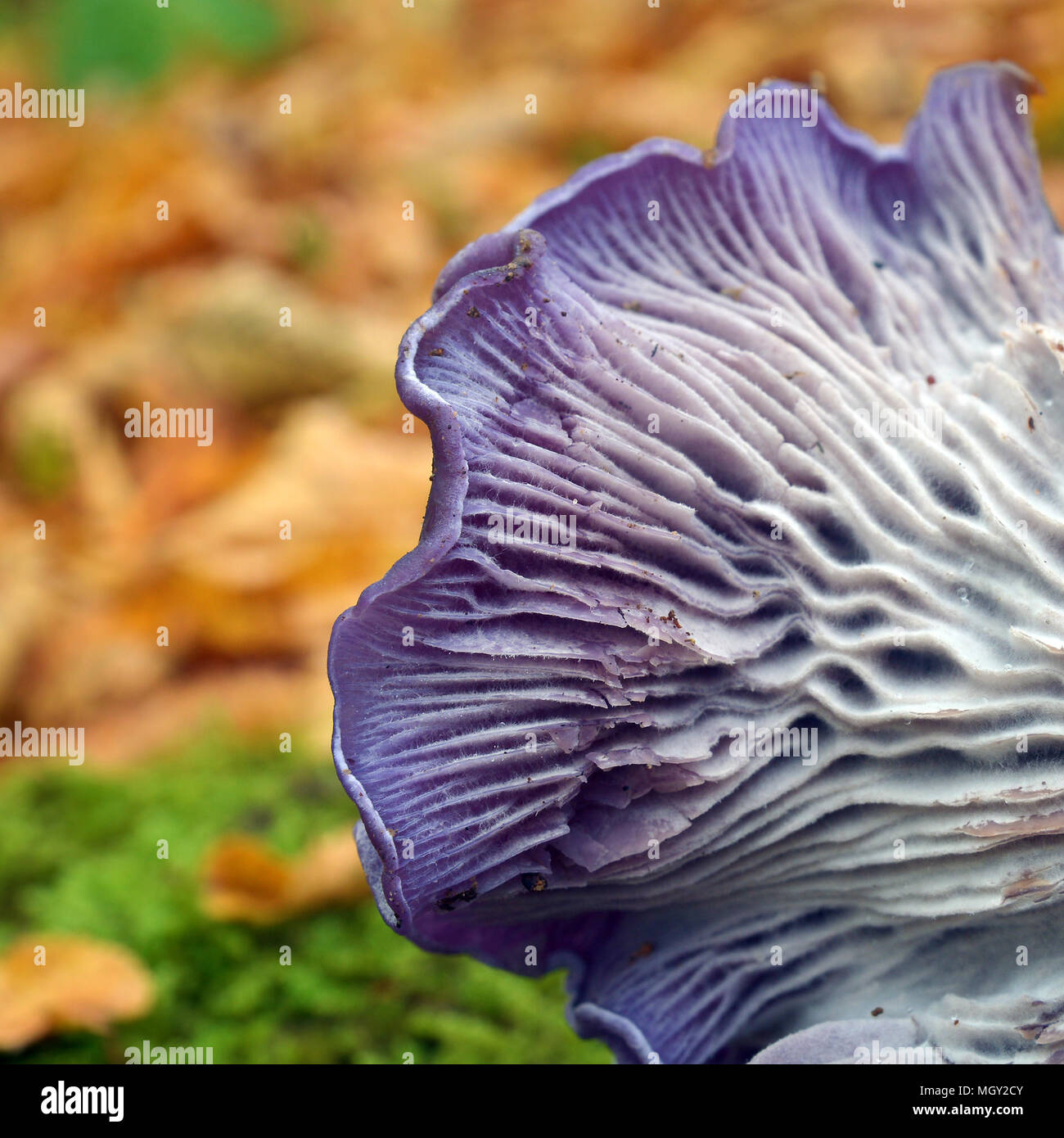 clitocybe nuda mushroom, closeup of the gills Stock Photo - Alamy