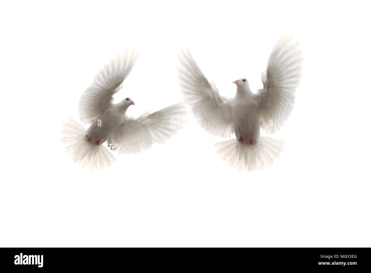 two white feather pigeon flying mid air against white background Stock ...