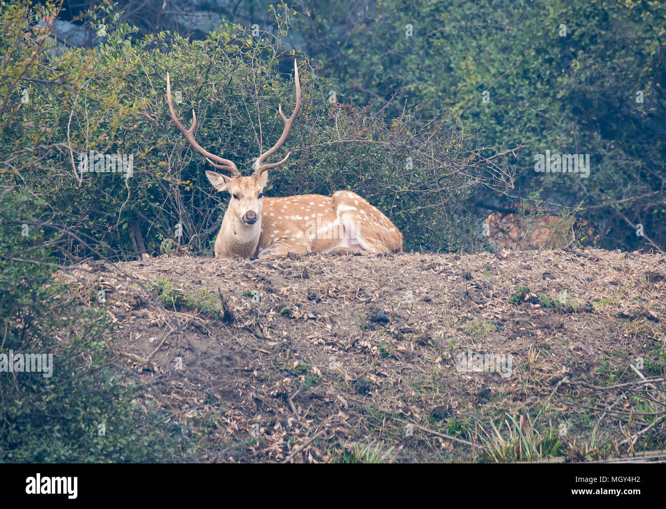 Chital Running High Resolution Stock Photography and Images - Alamy