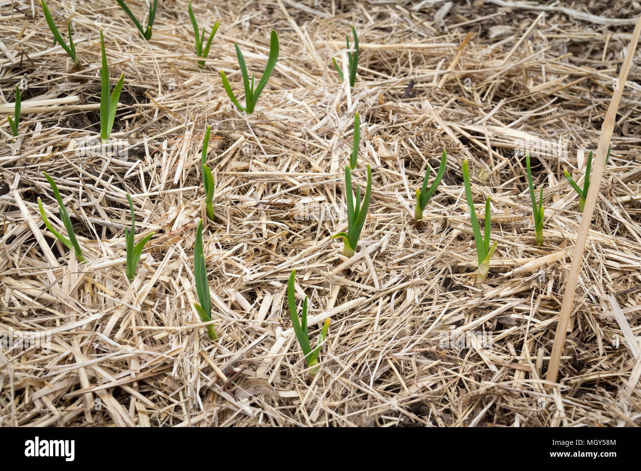 Sprouting garlic hi-res stock photography and images - Alamy