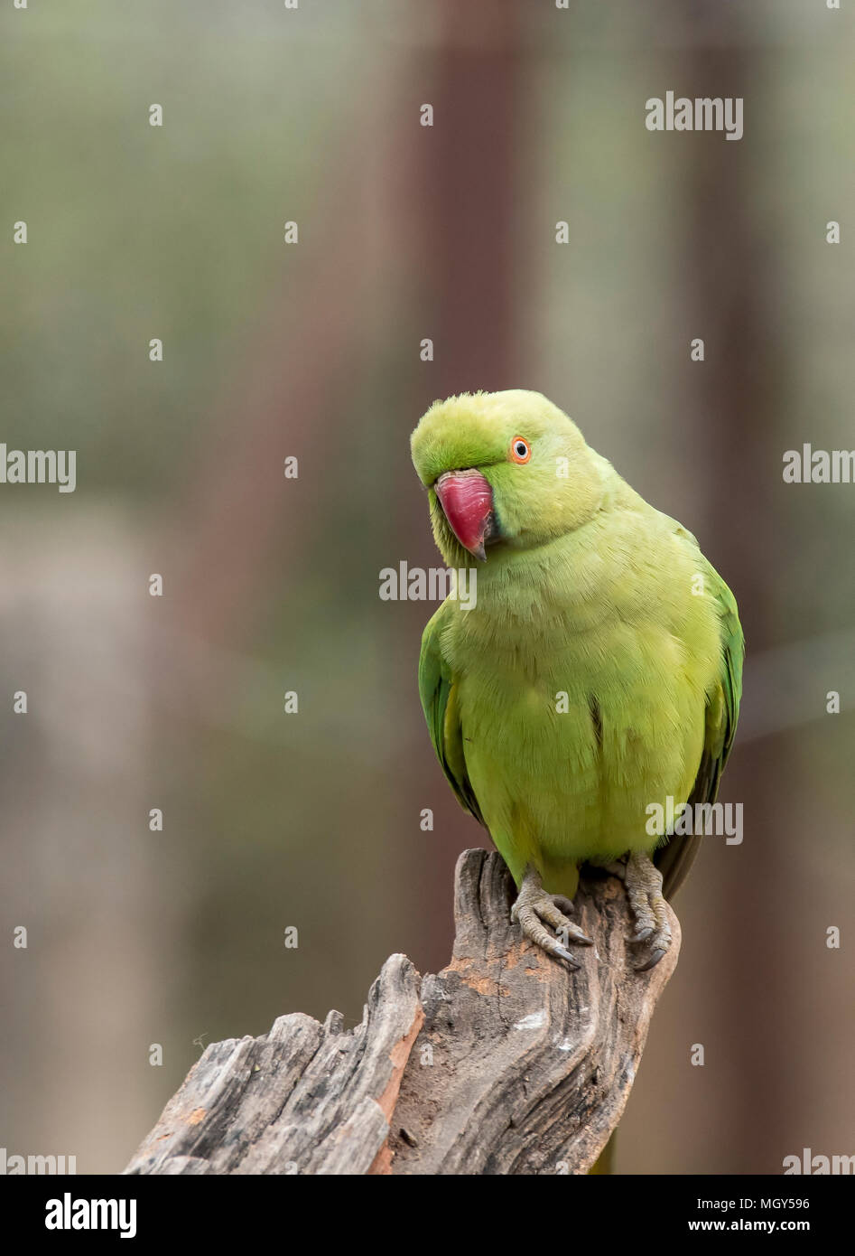 Rose ringed parakeet mumbai hi-res stock photography and images - Alamy