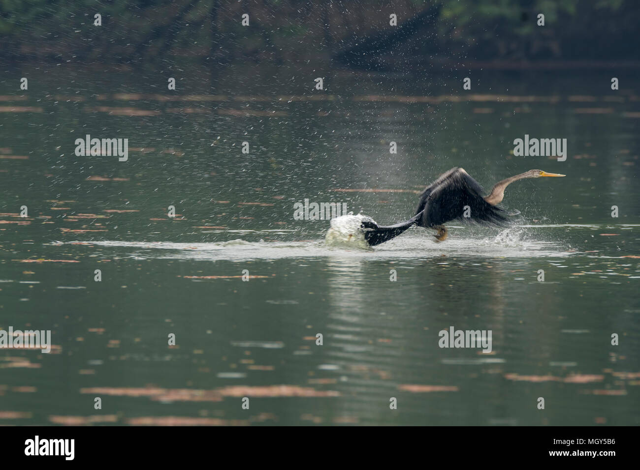 Bird taking off with fish in mouth hi-res stock photography and images ...