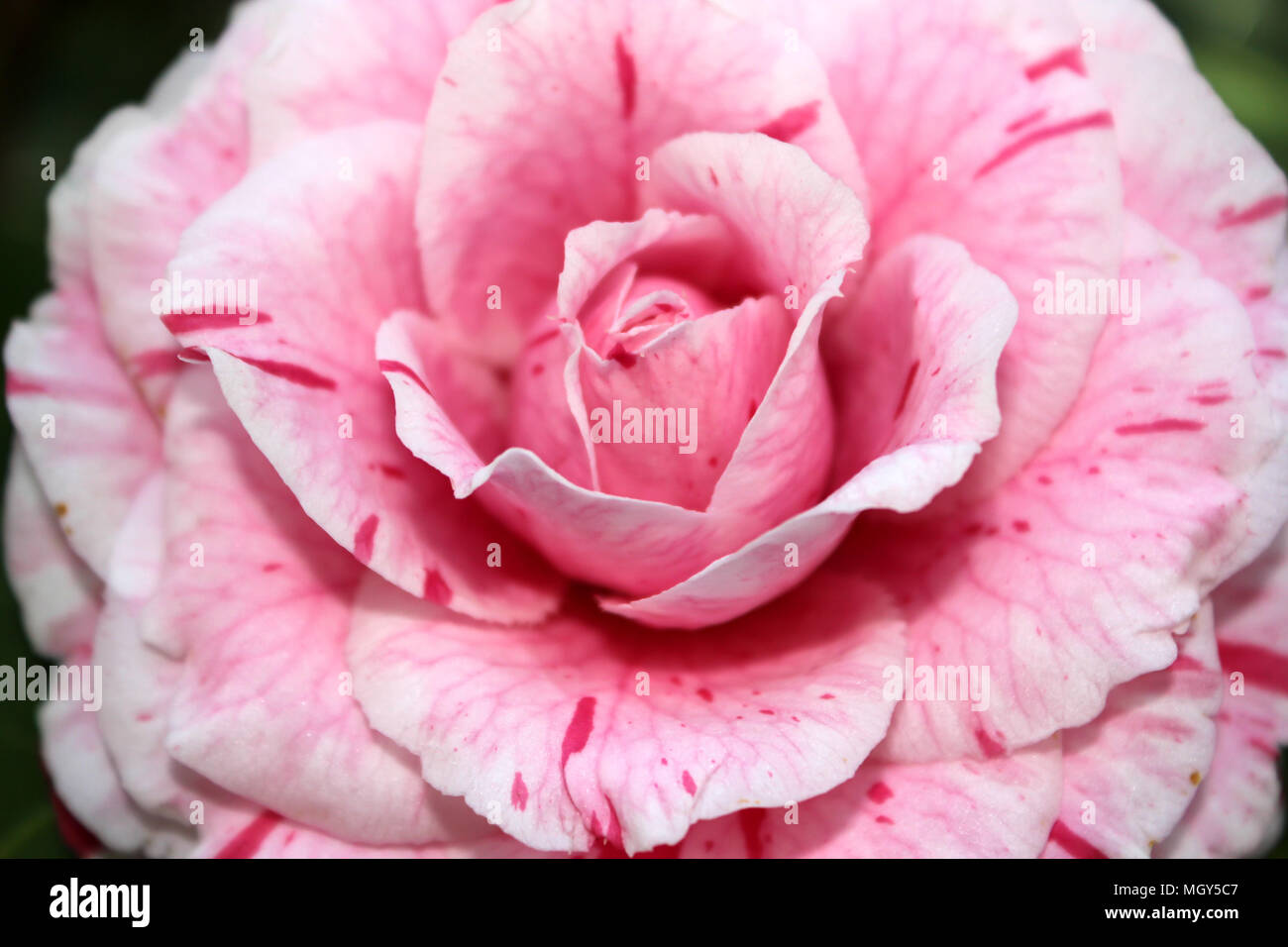 Bright pink blossom japanese camellia hi-res stock photography and ...