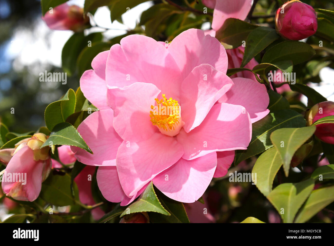 Pink camellia flower with blosoms around it in spring Stock Photo - Alamy