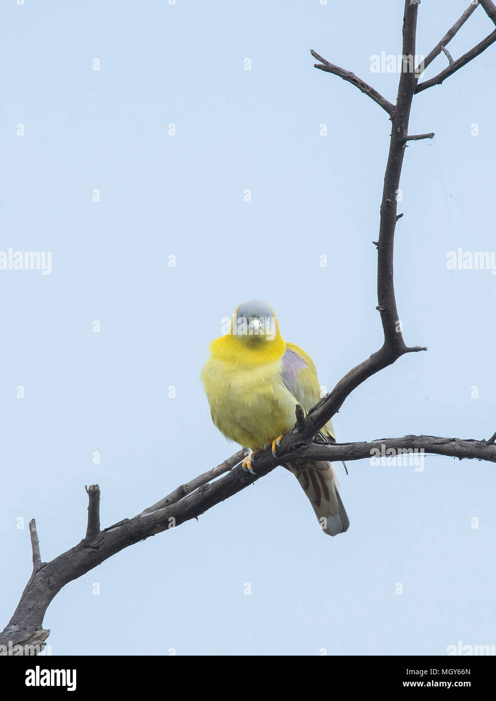 Yellow Footed Bird High Resolution Stock Photography and Images - Alamy