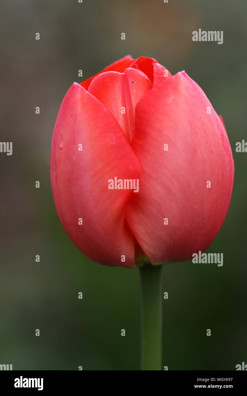 Geophyte hi-res stock photography and images - Alamy