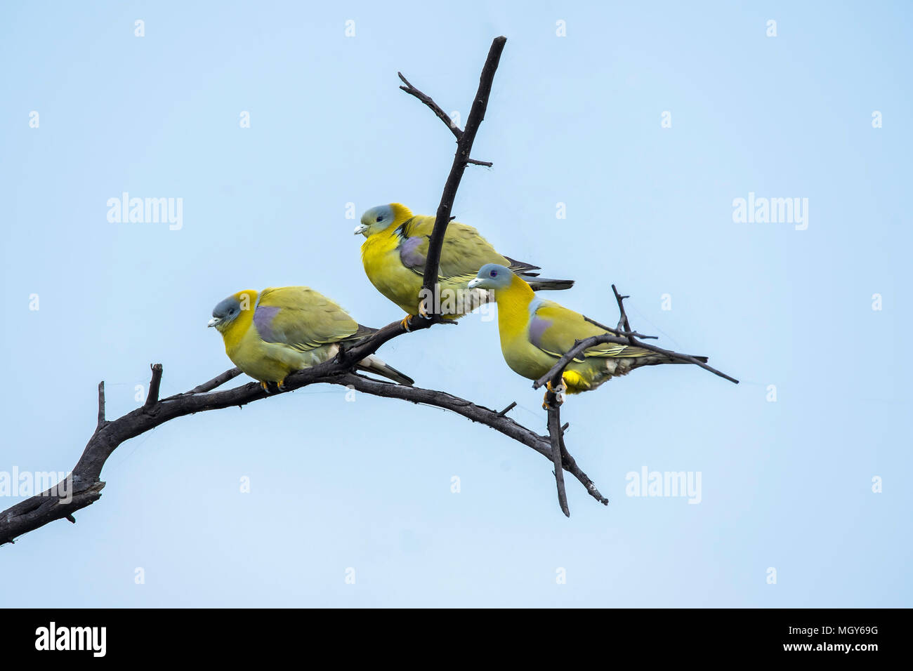 Pigeon Family High Resolution Stock Photography and Images - Alamy