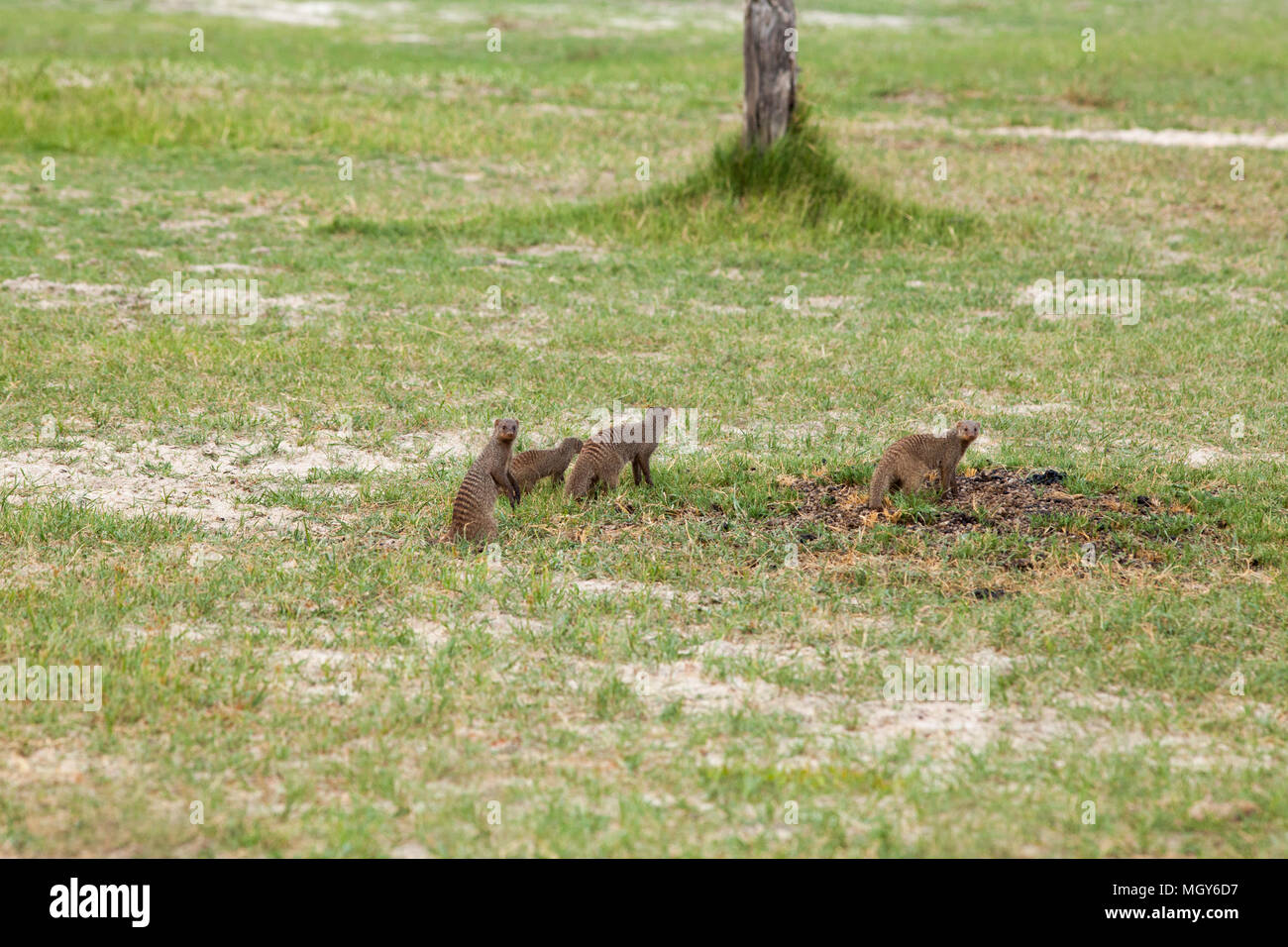 Mungus hi-res stock photography and images - Alamy