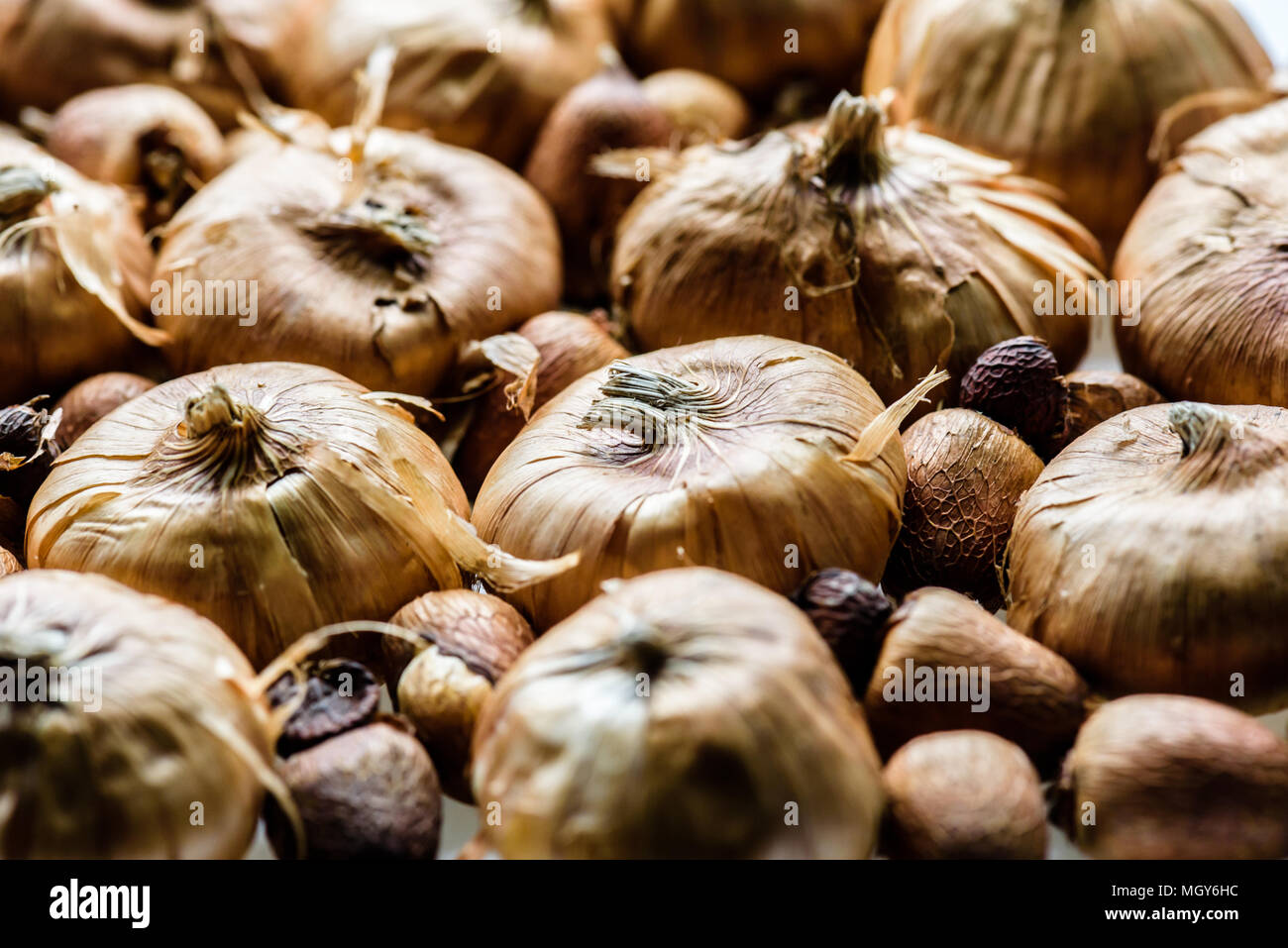Planting bulbs family hi-res stock photography and images - Alamy