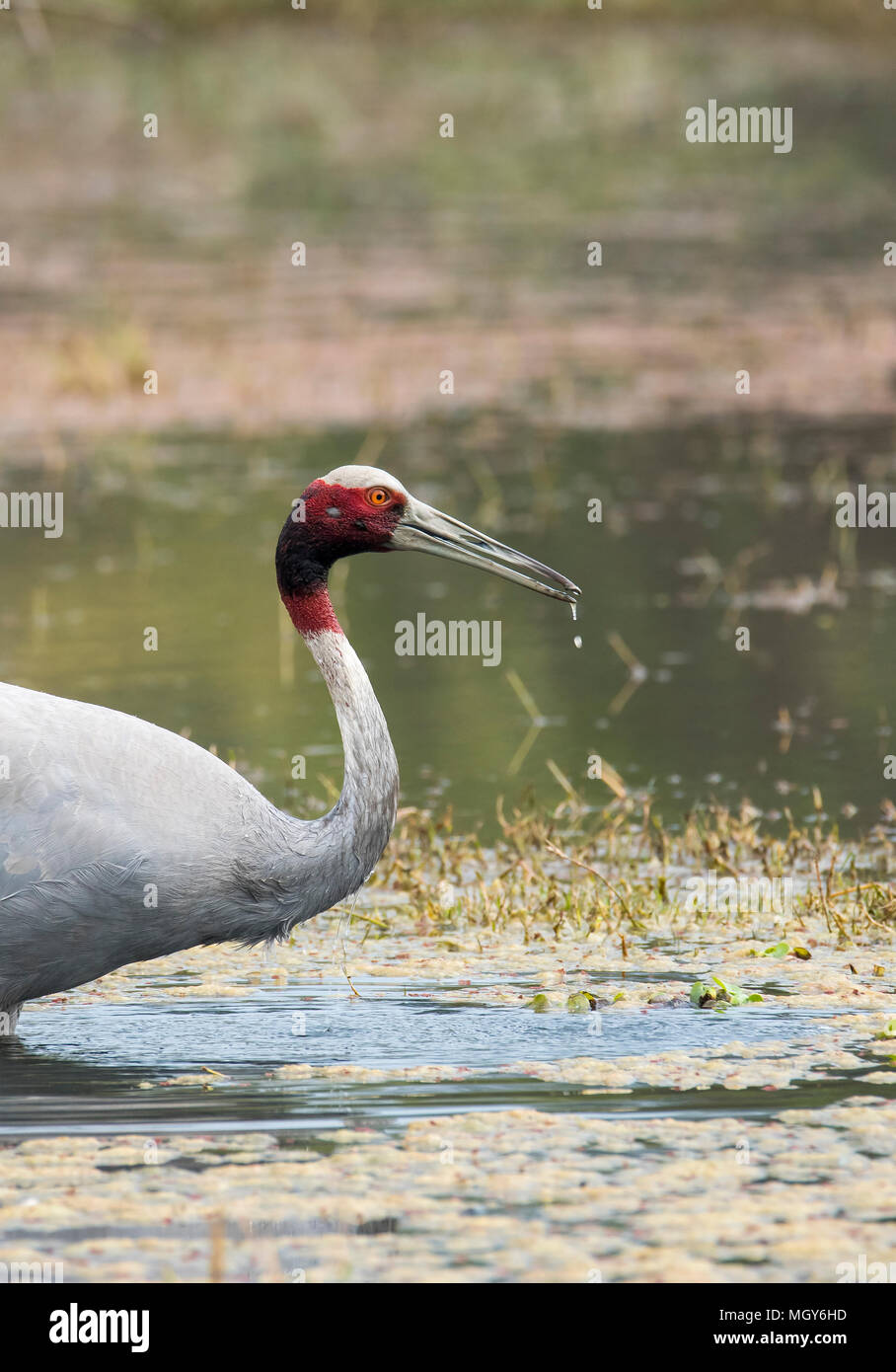 Indian sarus cranes hi-res stock photography and images - Alamy