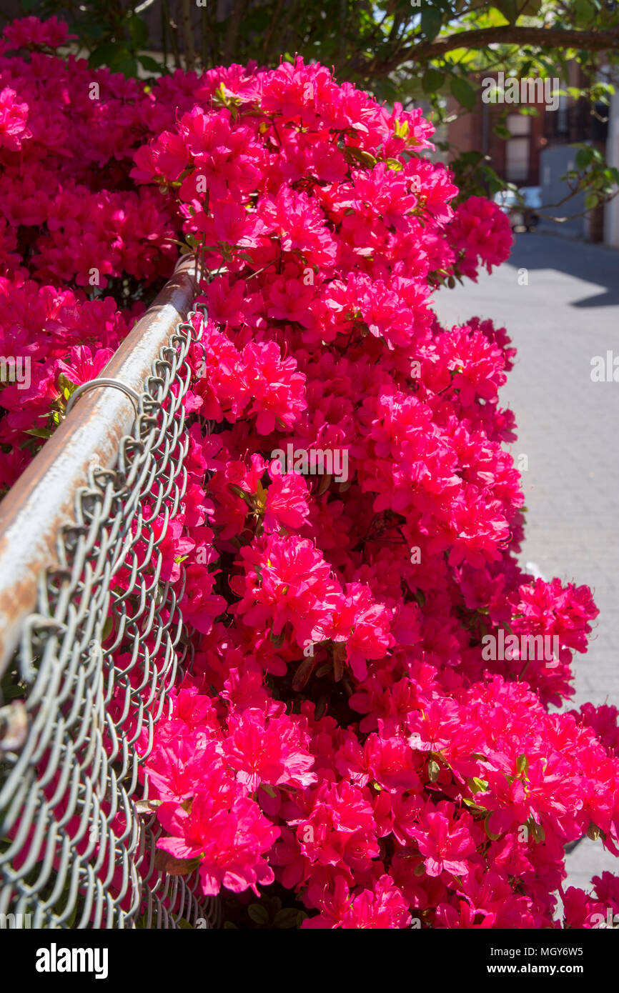 A blooming azalea bush grows through a fence Stock Photo - Alamy
