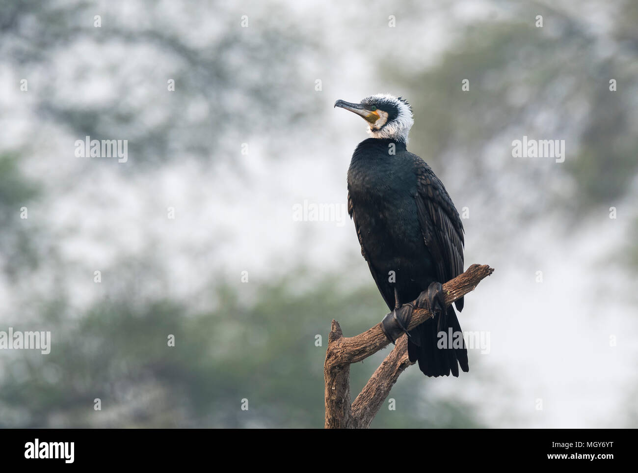 Sunbathing cormorants hi-res stock photography and images - Alamy