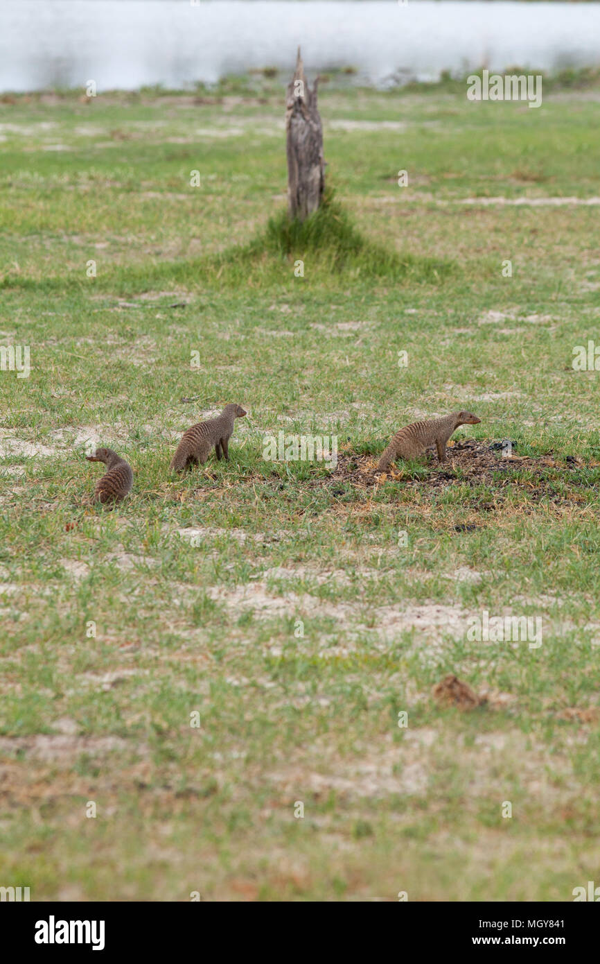 Mungus hi-res stock photography and images - Alamy