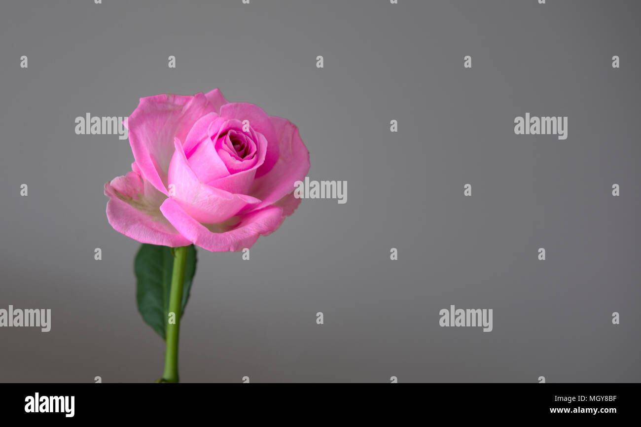 pink rose flower isolated Stock Photo - Alamy