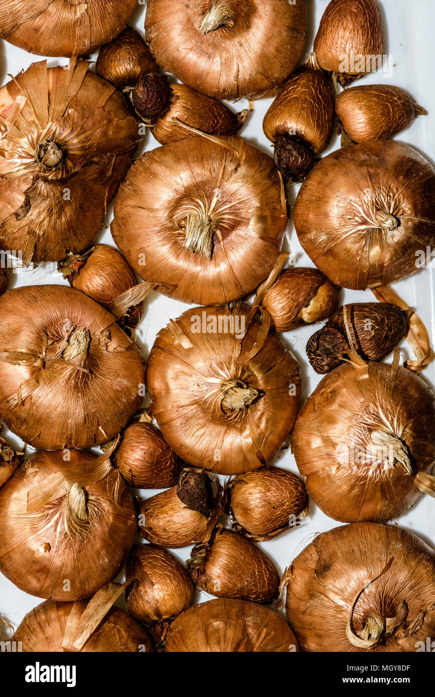 Planting bulbs family hi-res stock photography and images - Alamy