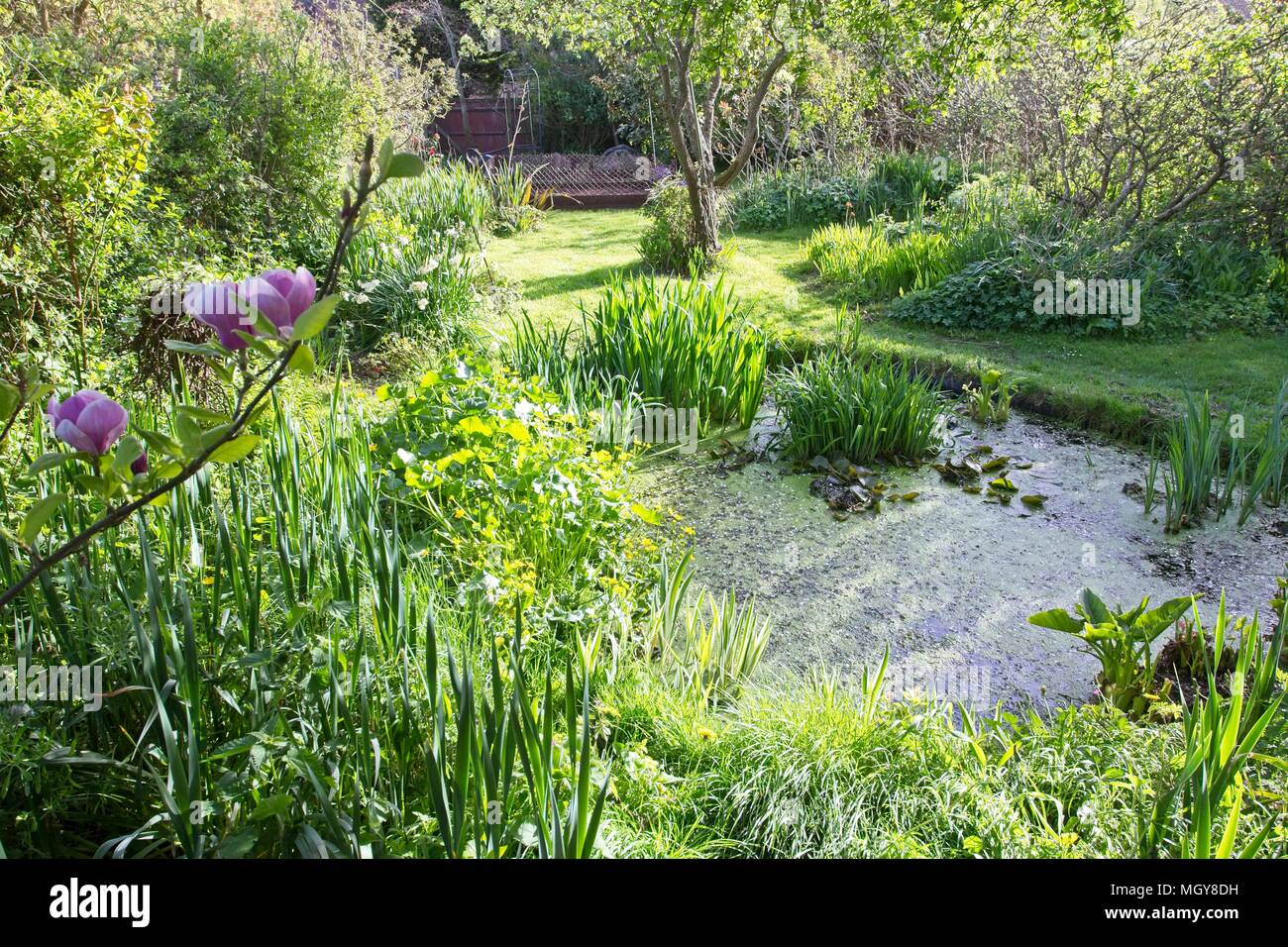 Wildlife friendly pond in an English countryside garden, East Sussex ...