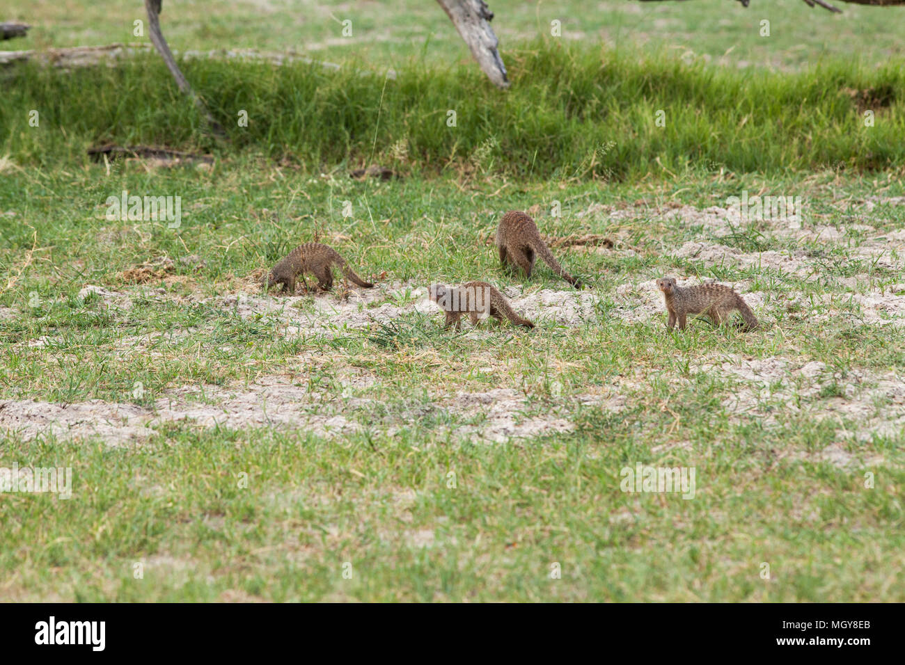 Mungus hi-res stock photography and images - Alamy