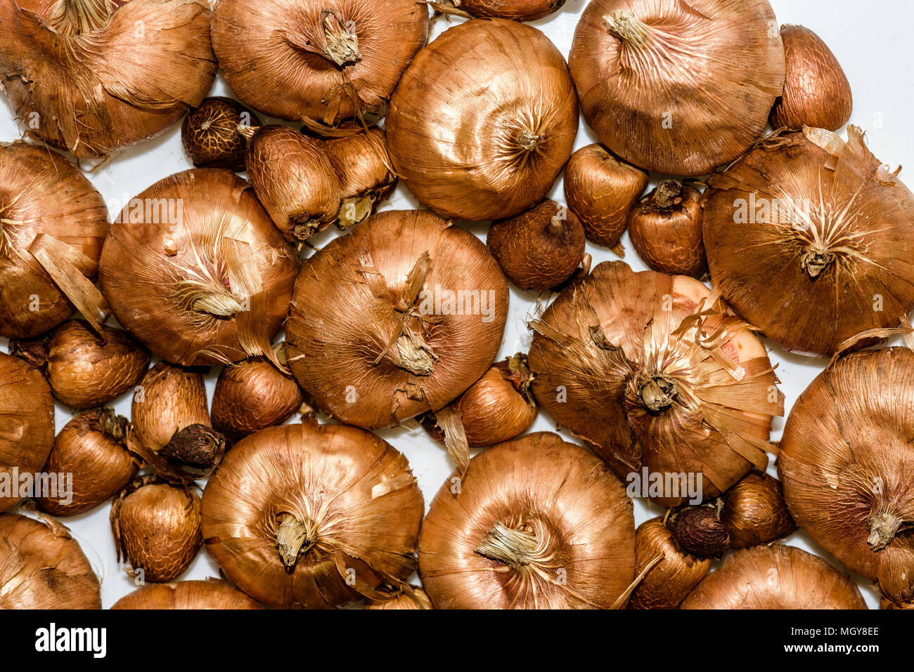 Planting bulbs family hi-res stock photography and images - Alamy