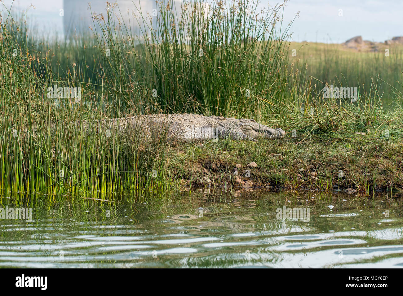 Indian swamp crocodile hi-res stock photography and images - Alamy