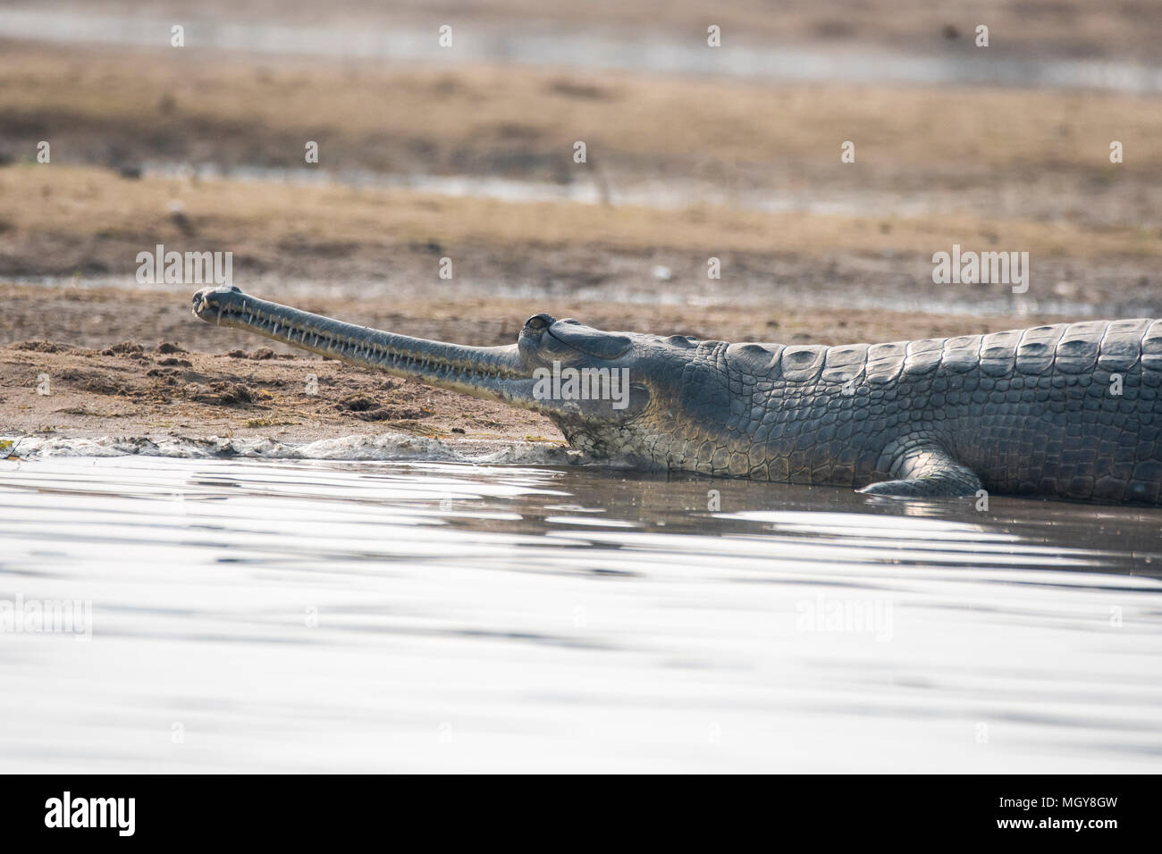 Indian Gharial High Resolution Stock Photography and Images - Alamy