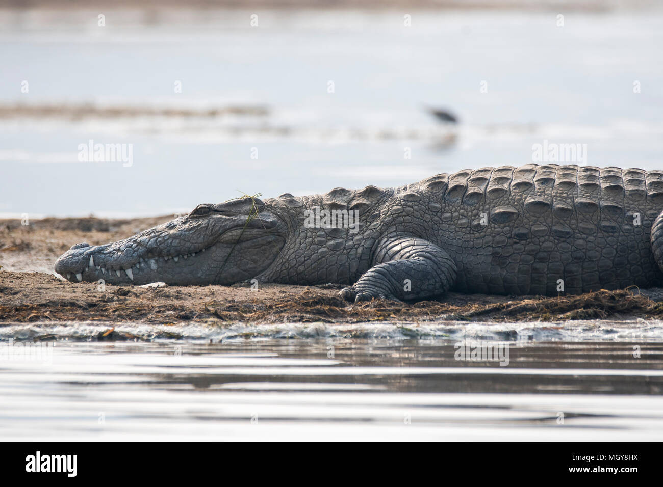 Magar Stock Photos & Magar Stock Images - Alamy