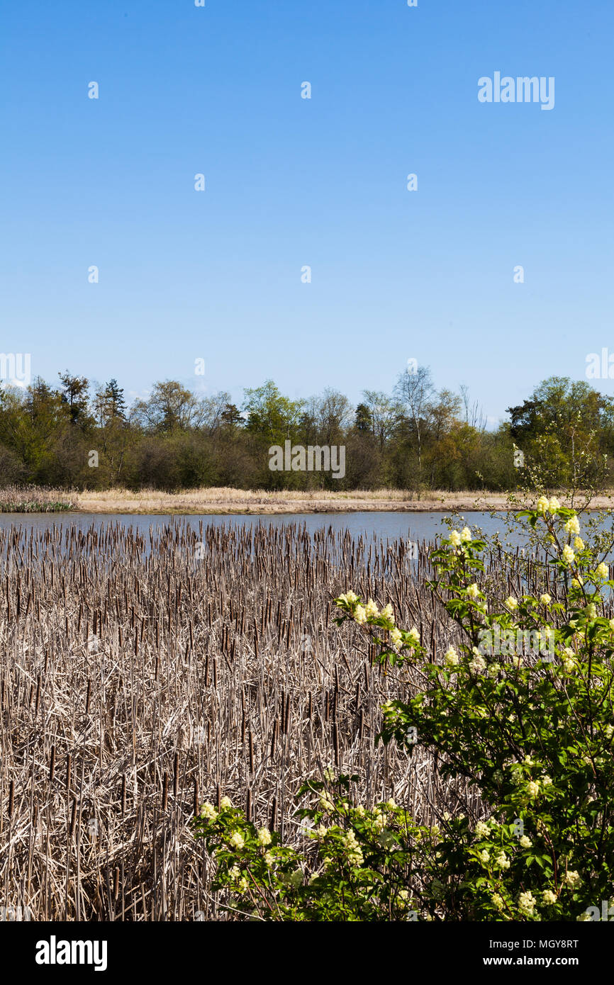 George c reifel migratory bird sanctuary hi-res stock photography and ...
