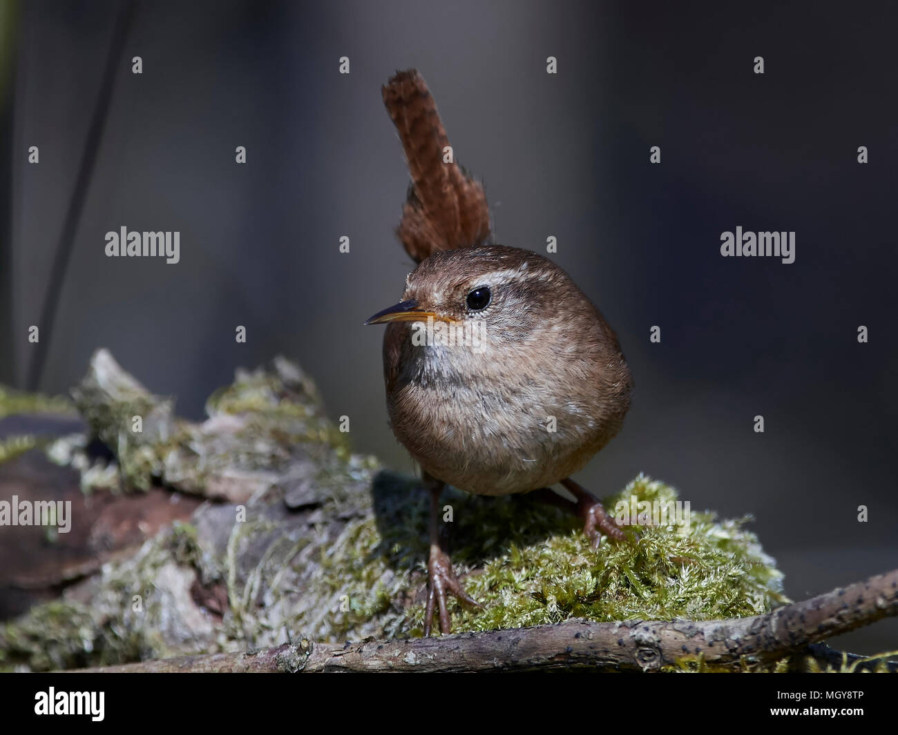 Eurasian wren in its natural habitat in Denmark Stock Photo - Alamy
