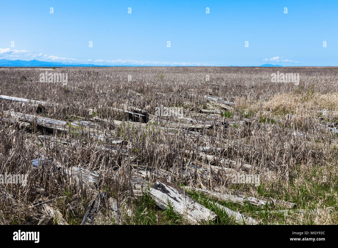 View of the George C Reifel Migratory Bird Sanctuary in Delta, British ...