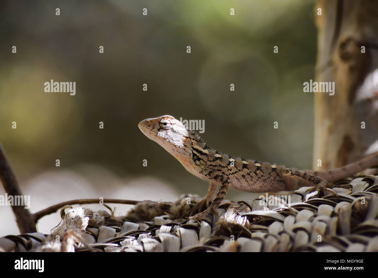 Horned tree lizard hi-res stock photography and images - Alamy