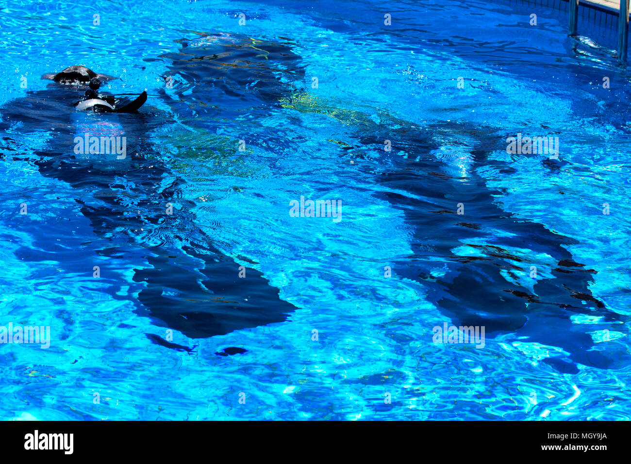 Divers sink in the pool. The teacher teaches the pupil the rules and ...