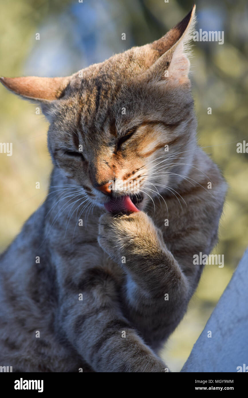 Male animal kitten hi-res stock photography and images - Alamy
