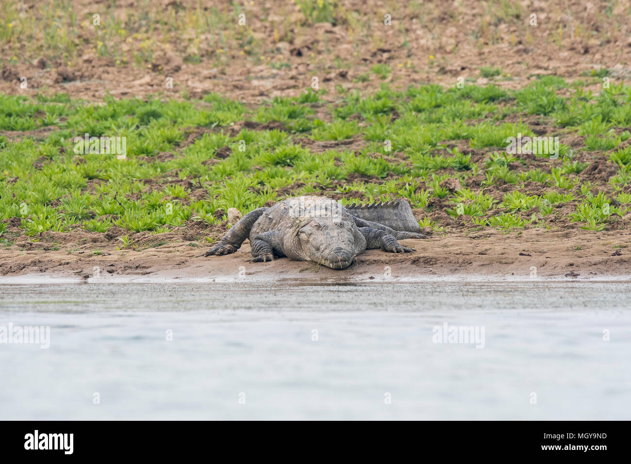 Indian swamp crocodile hi-res stock photography and images - Alamy