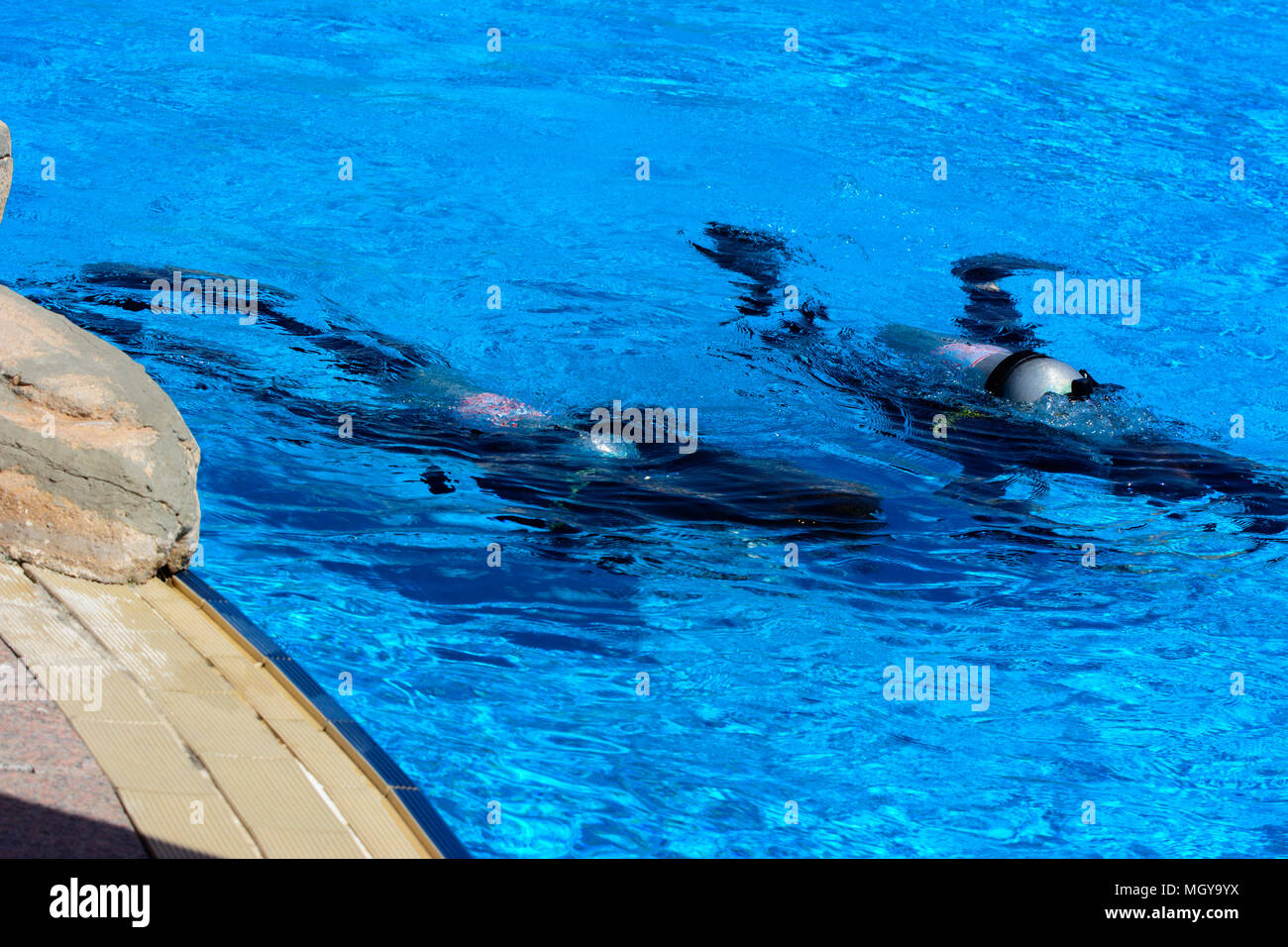 Divers sink in the pool. The teacher teaches the pupil the rules and ...