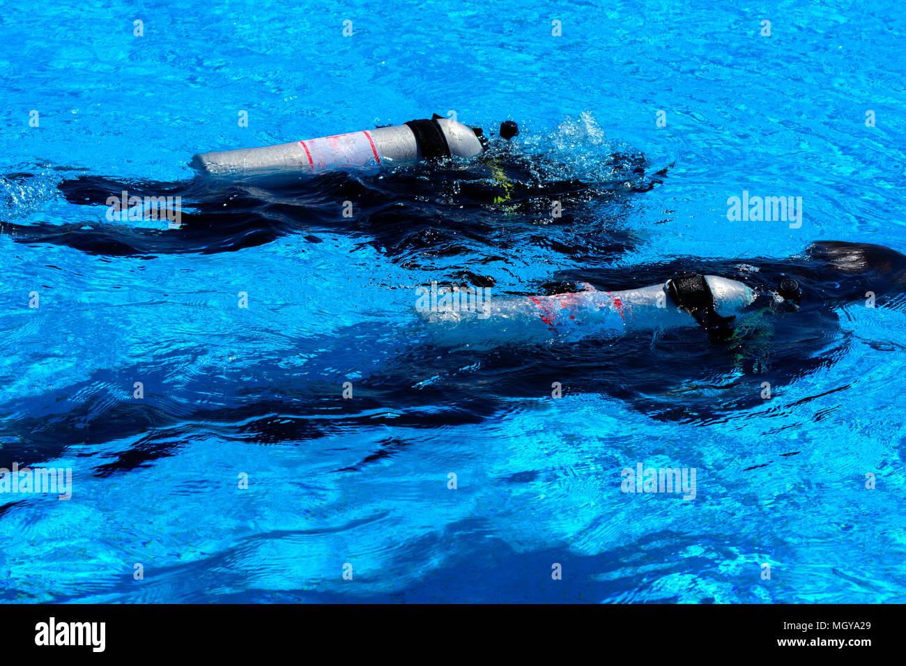 Divers sink in the pool. The teacher teaches the pupil the rules and ...