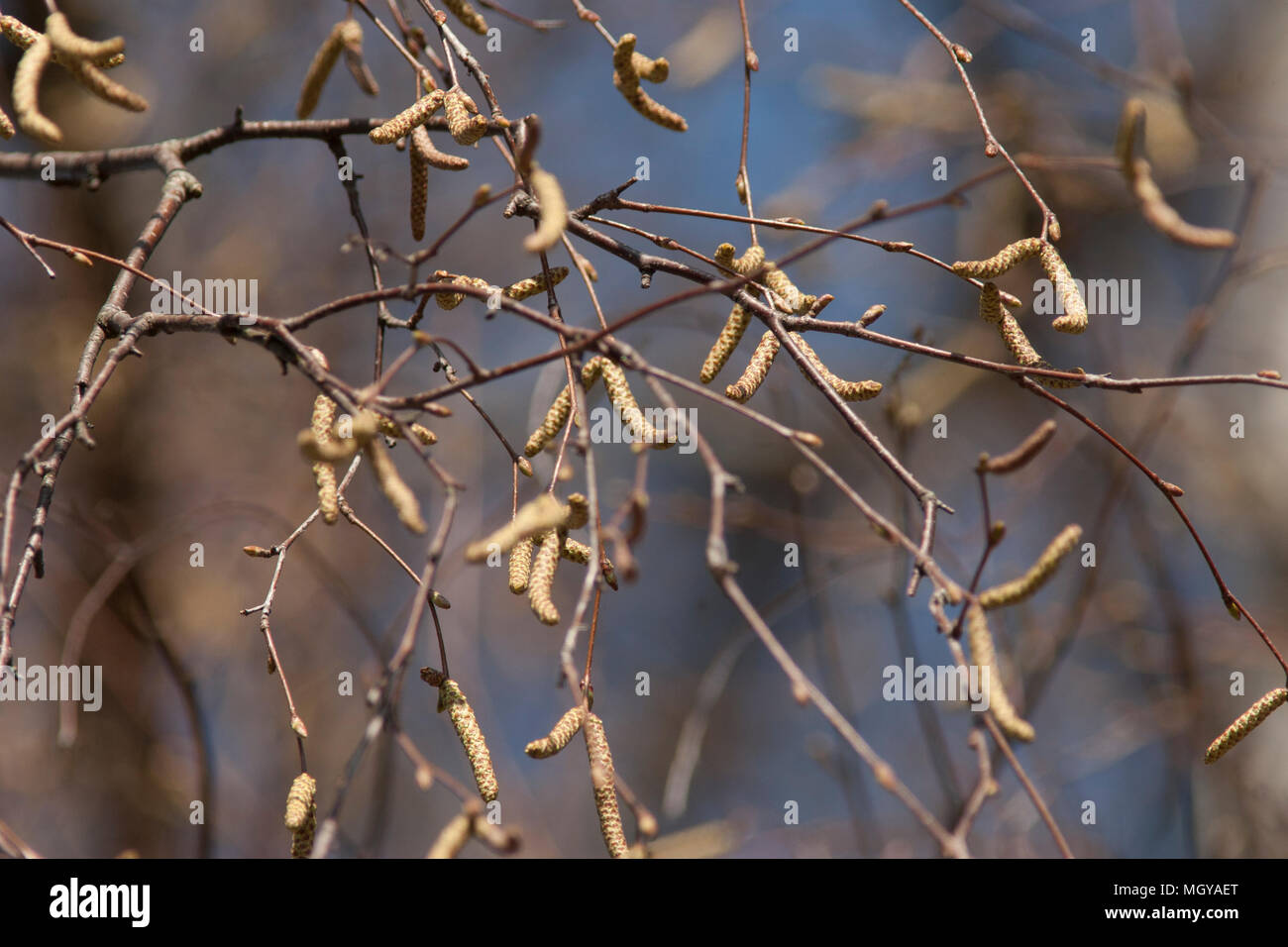 Betula pendula spring hi-res stock photography and images - Alamy