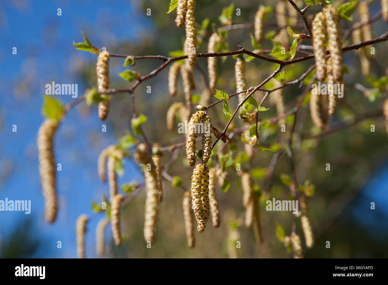 Swedish birch hi-res stock photography and images - Alamy