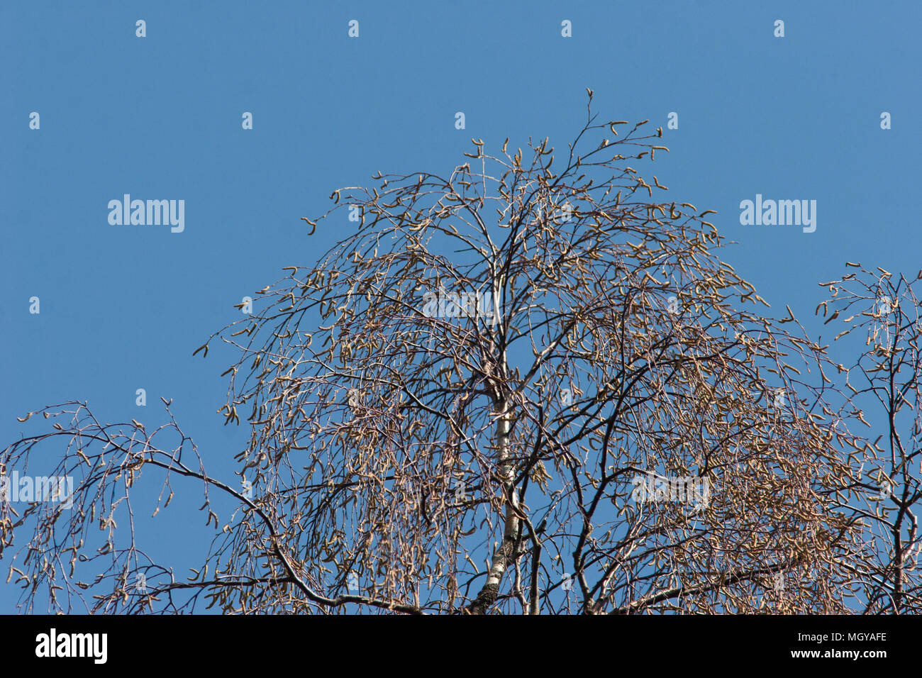 Birch Pollen High Resolution Stock Photography and Images - Alamy
