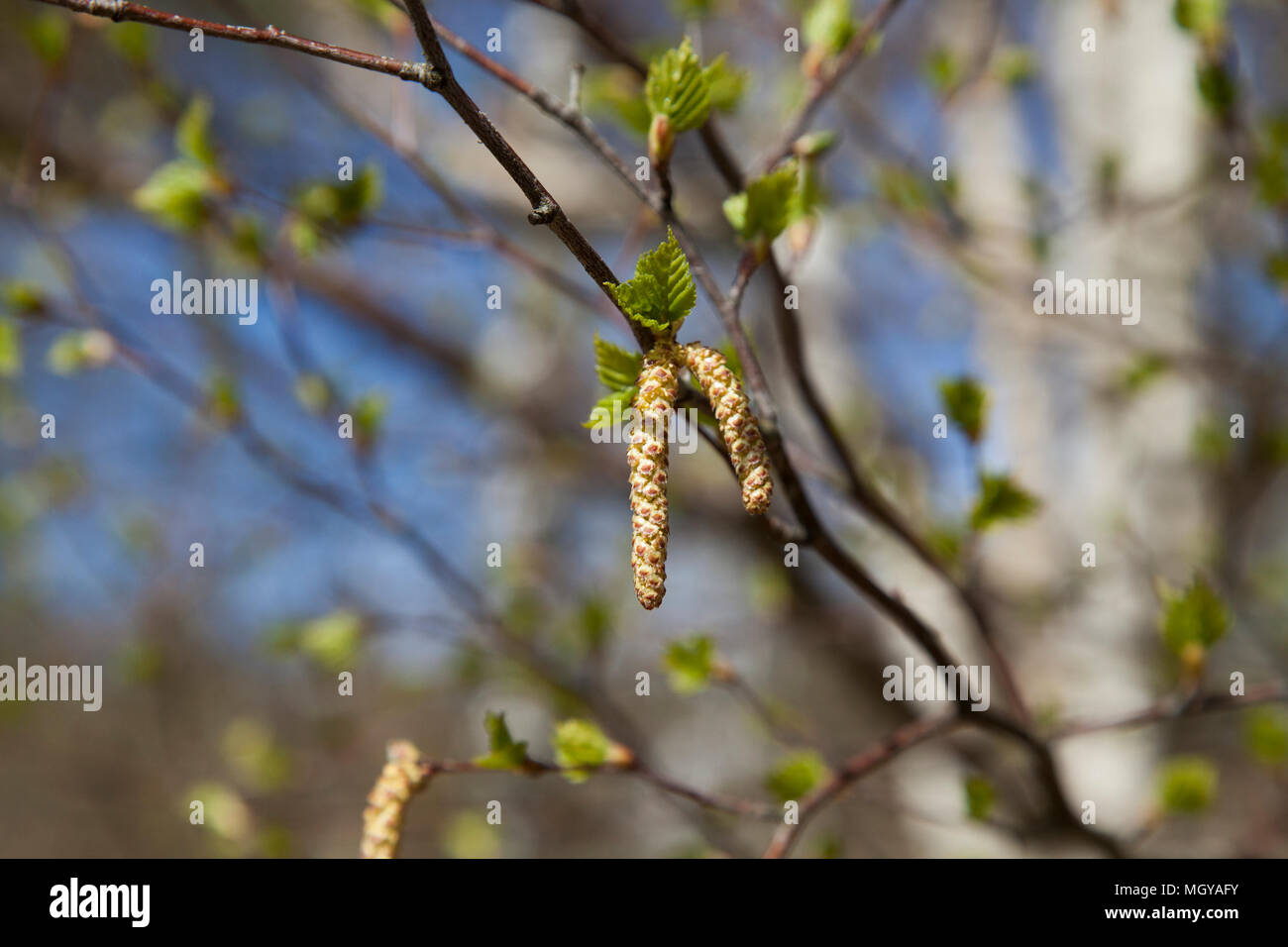 Betula Pendula Spring High Resolution Stock Photography and Images - Alamy