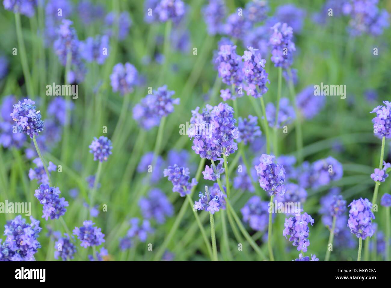 Nature background of fresh blue Lavender flower fields Stock Photo - Alamy