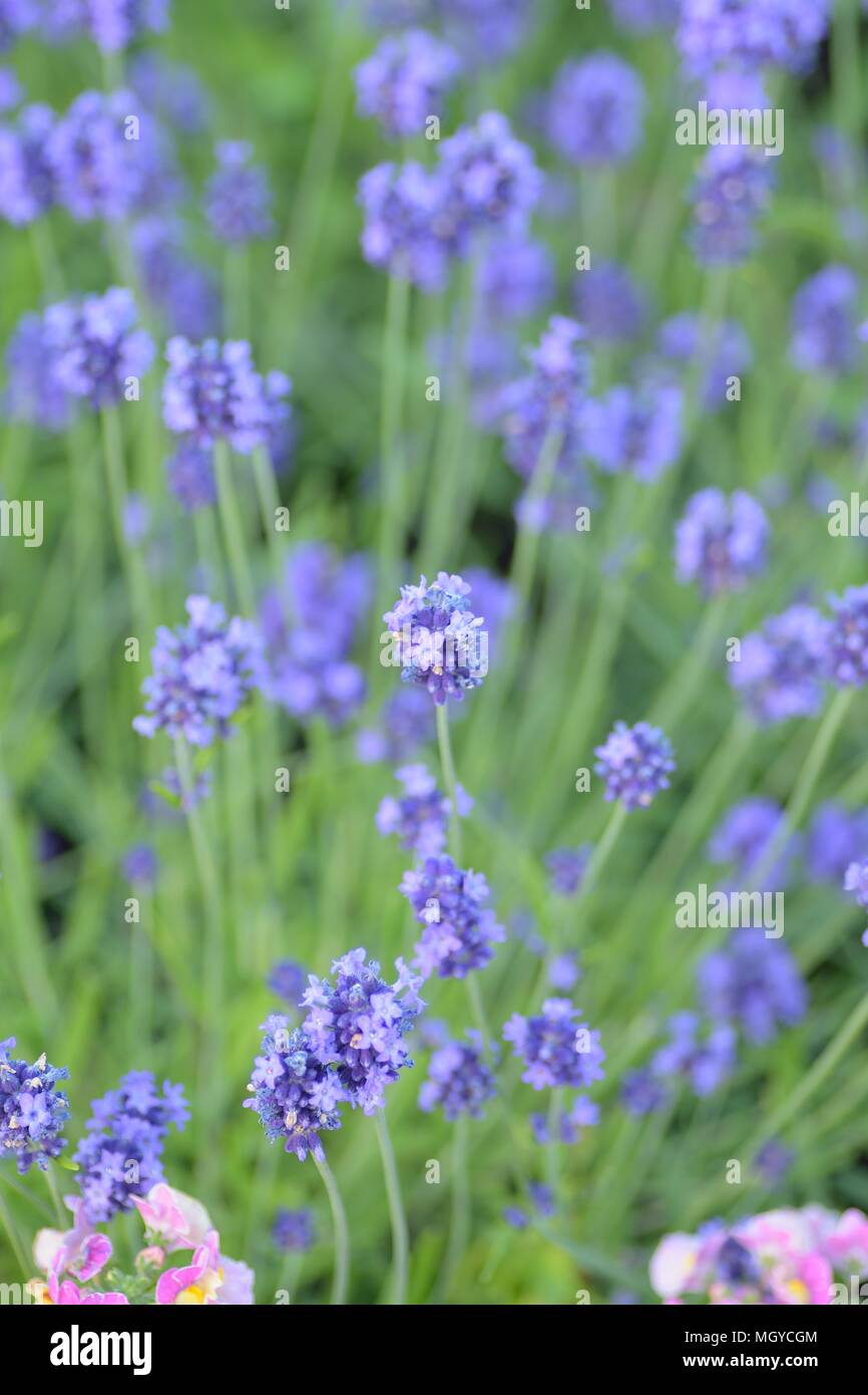 Nature background of fresh blue Lavender flower fields Stock Photo - Alamy