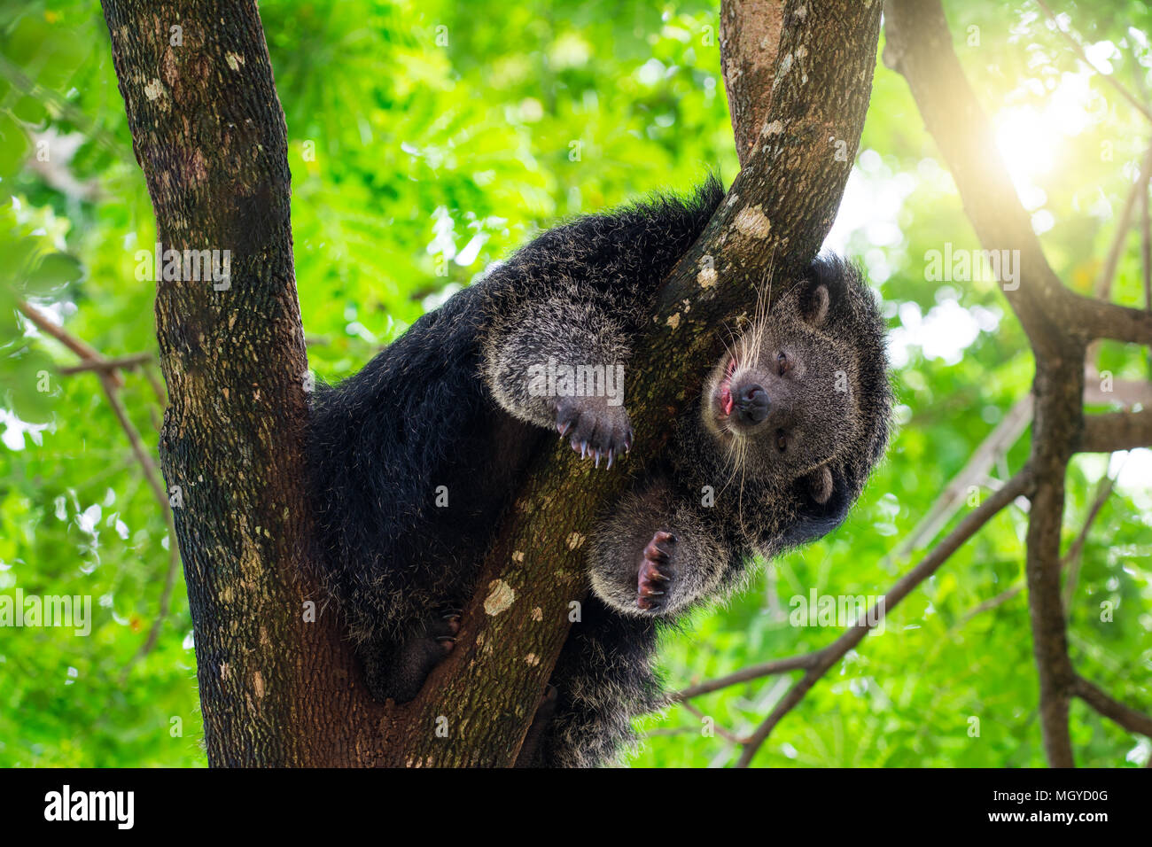 Palawan bearcat hi-res stock photography and images - Alamy