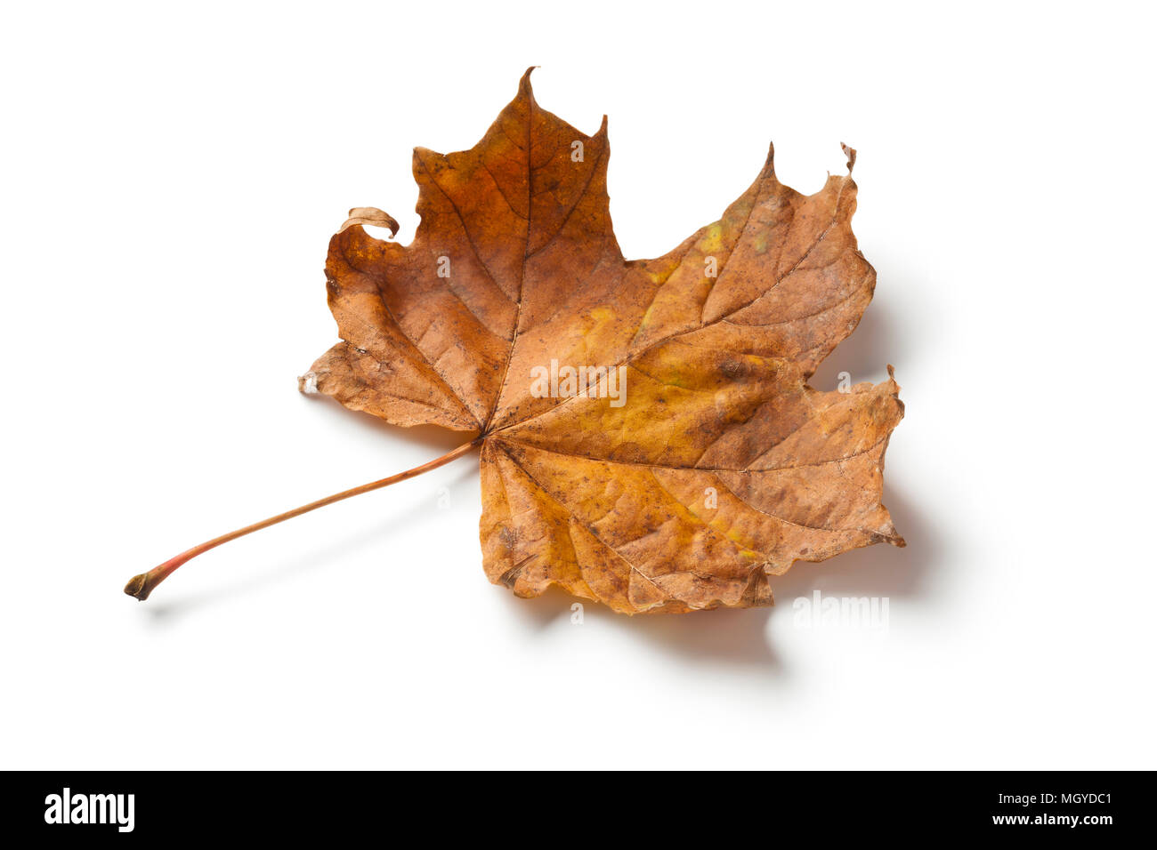 Maple yellow leaf Cut Out Stock Images & Pictures - Alamy